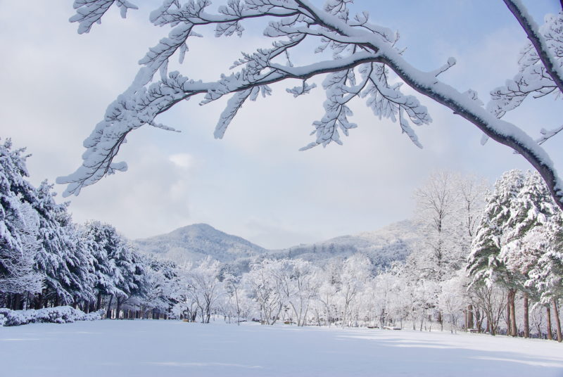 Vivaldi Park Ski Resort with Nami Island – 1Day Winter Tour Package ...