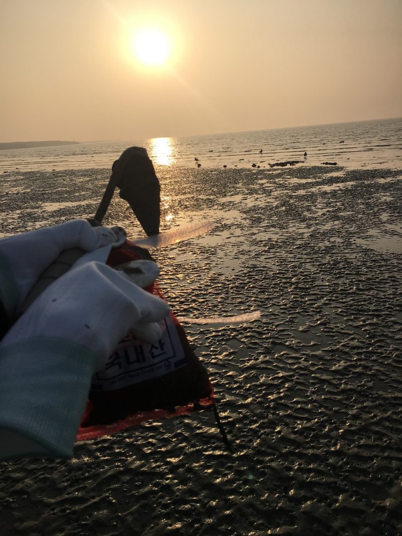 1day Boryeong Tour – Mud Flats Shellfish Picking, Gim Making Experience ...