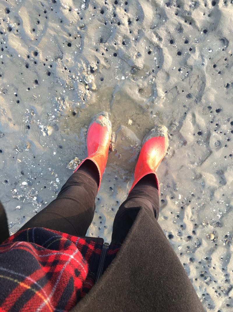 1day Boryeong Tour – Mud Flats Shellfish Picking, Gim Making Experience ...