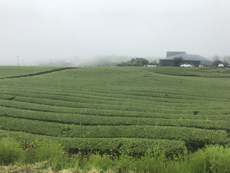 Exploring the West and East side of Jeju Island! | KoreaTravelEasy