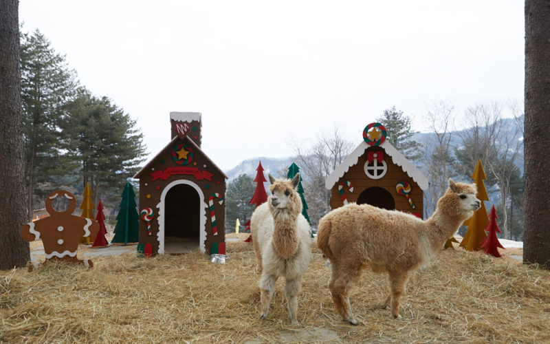 Alpaca World and Jade Garden 1Day Tour | KoreaTravelEasy