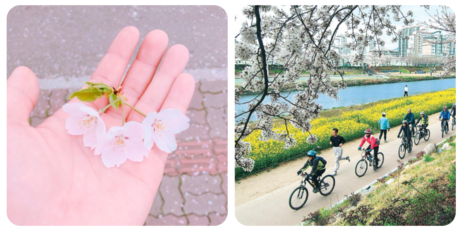 Busan Sky Capsule, Cherry Blossom and Spring Flowers Day Tour (Mar 26 ...