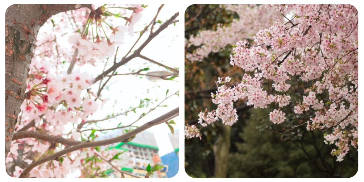 Busan Sky Capsule, Cherry Blossom and Spring Flowers Day Tour (Mar 26 ...