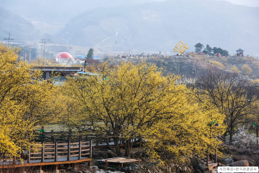 5 Korean Spring Festivals 2020 – that prove spring is not only about ...