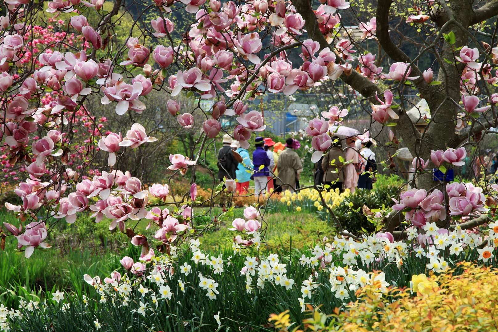 5 Korean Spring Festivals 2020 – that prove spring is not only about ...