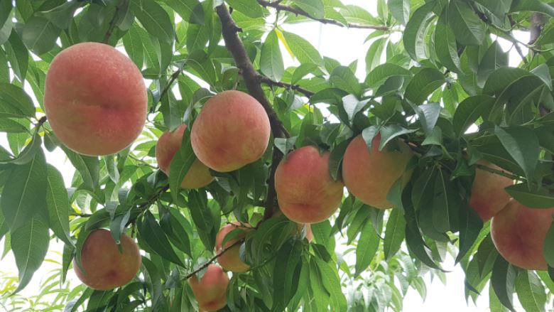 Gangneung, Pyeongchang Day Tour (Fruit picking, BTS Bus stop, and more ...