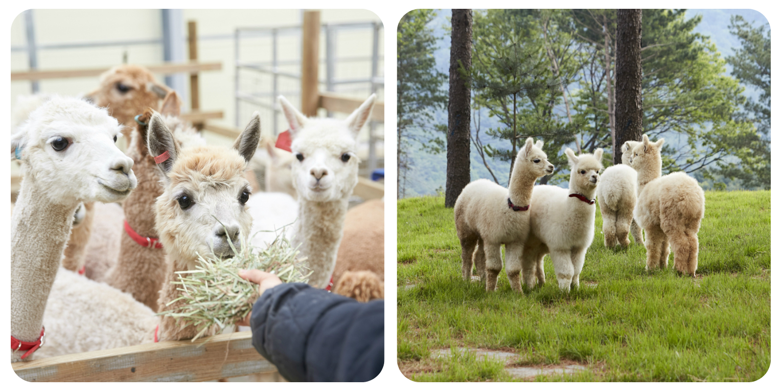 Alpaca World + Nami Island and Optional: Gangchon Railbike or Garden of ...