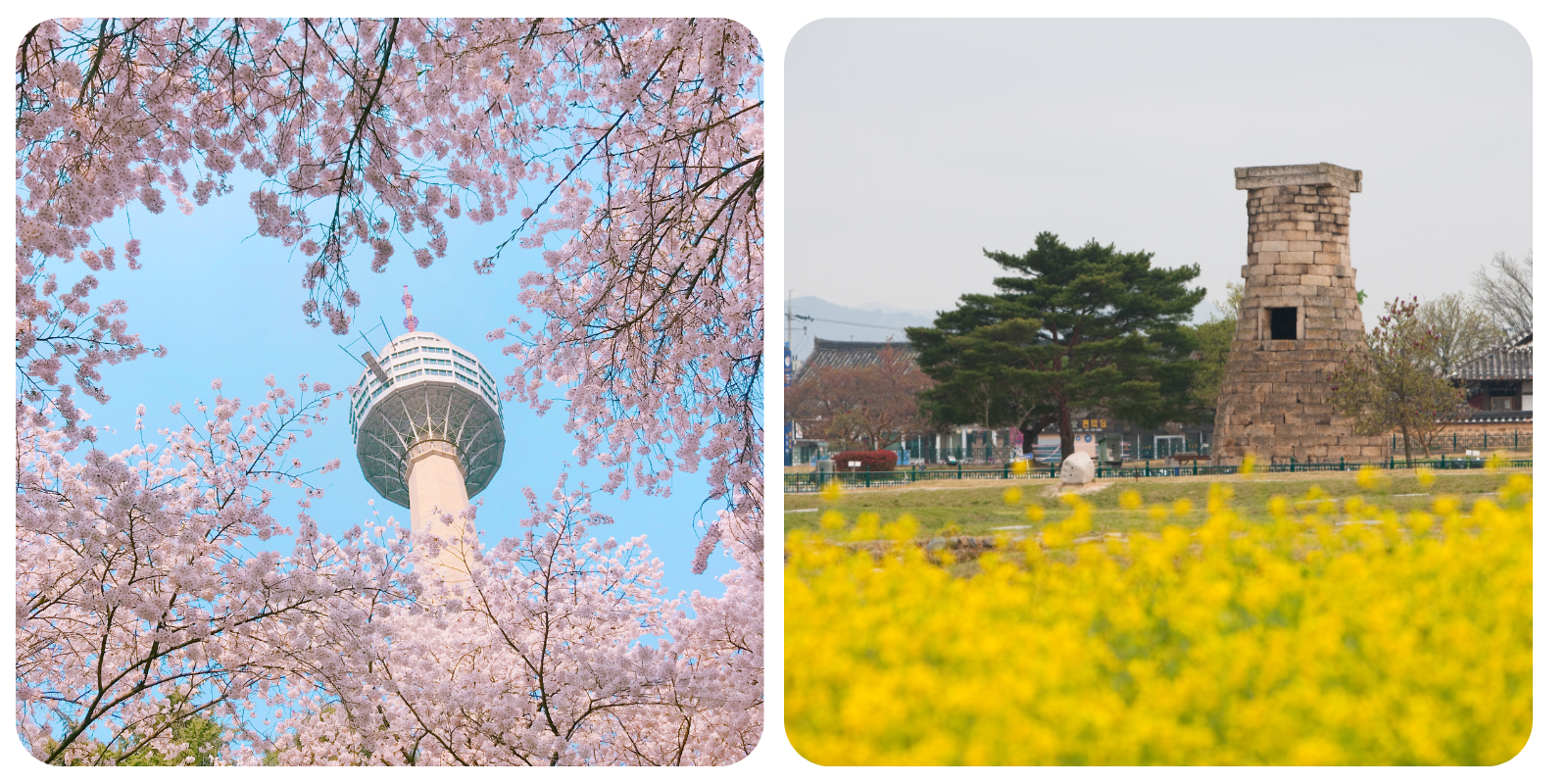 Busan Sky Capsule, Cherry Blossom and Spring Flowers Day Tour (Mar 26 ...