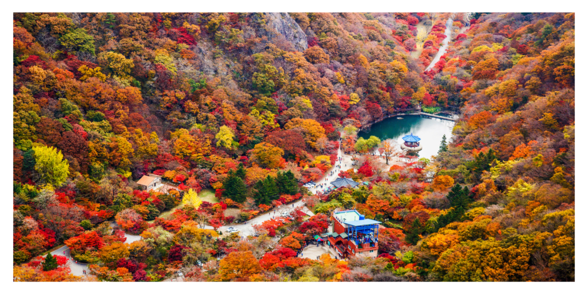 2025 Korea Fall Foliage one day tour from Busan(26 Oct ~ 23 Nov ...
