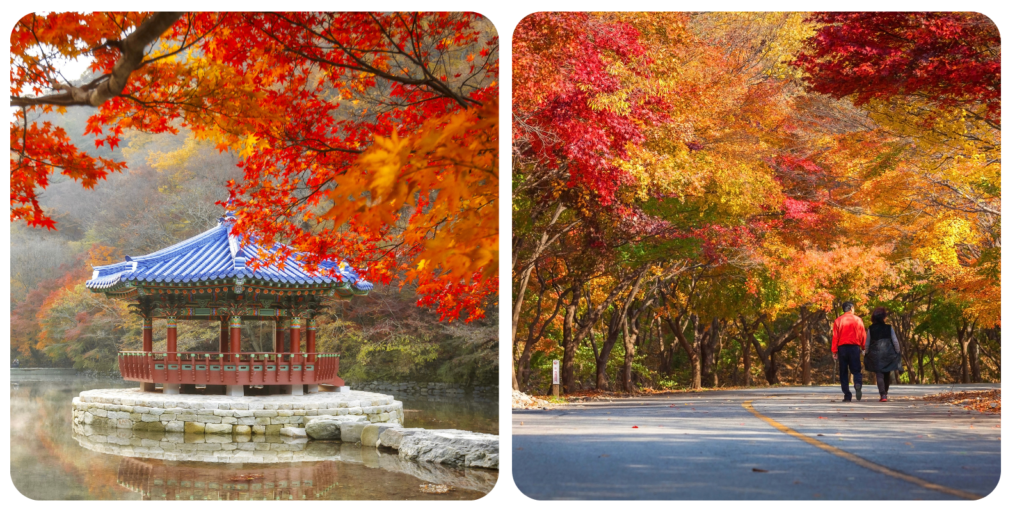 2025 Korea Fall Foliage one day tour from Busan(26 Oct ~ 23 Nov ...