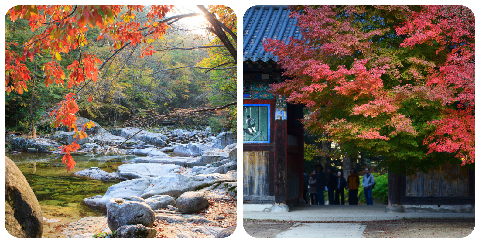 2025 Korea Fall Foliage one day tour from Seoul (14 Oct ~ 26 Nov ...