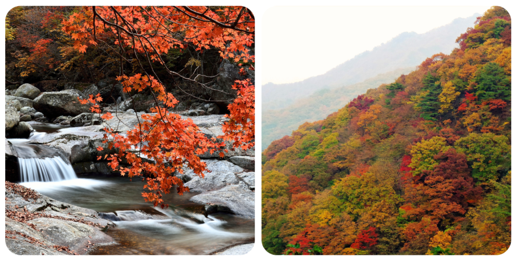2025 Korea Fall Foliage one day tour from Busan(26 Oct ~ 23 Nov ...