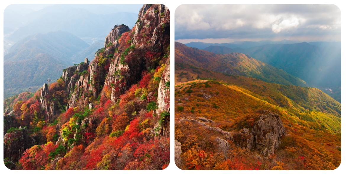 2023 Fall Foliage Busan – best Autumn spot day tour ( Everyday 28 Oct ...