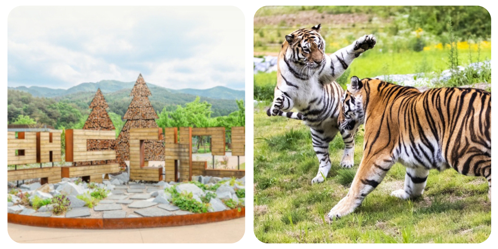 2025 Bonghwa Sweetfish Festival Day Tour (26th & 27th July ...